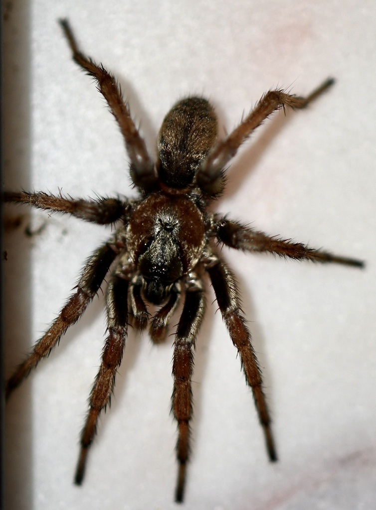 Tubetrapdoor and Wishbone Spiders from 7200 Campinho, Portugal on ...
