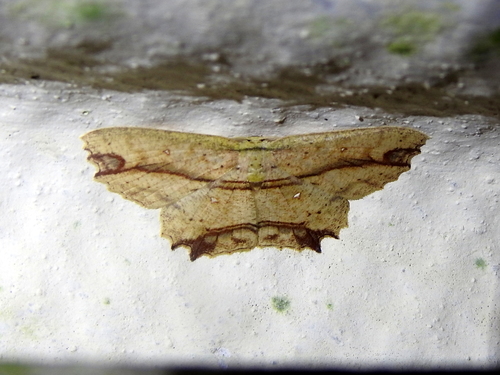 Cyclophora melitia · iNaturalist