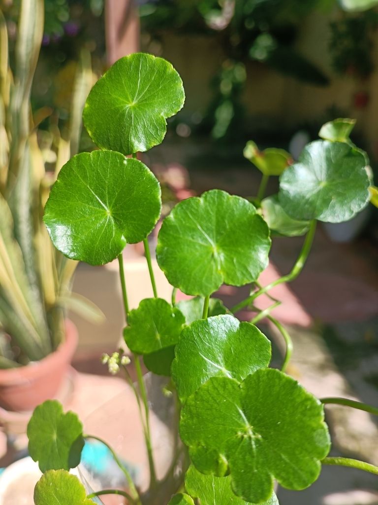 water pennyworts from Urb. Don Gregorio, Pantoja, República Dominicana ...