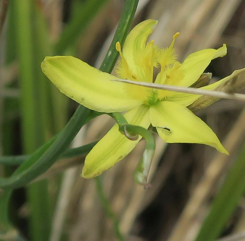 yellow rush-lily from Wyndham NSW 2550, Australia on October 21, 2023 ...