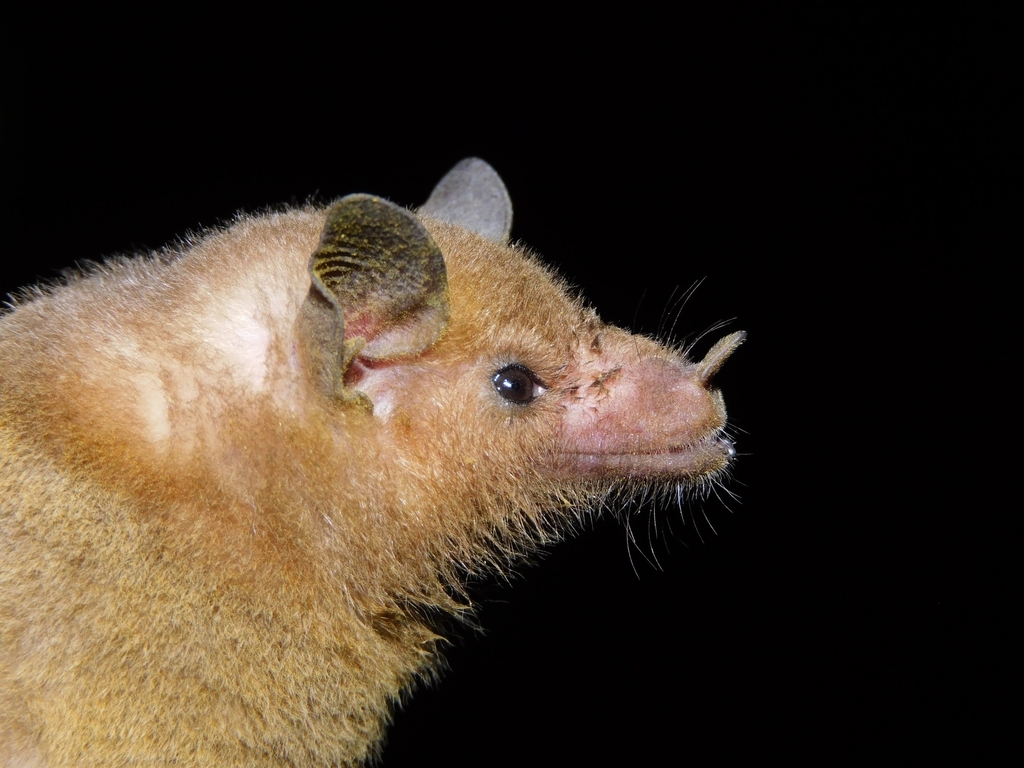 Lesser Long-nosed Bat in October 2023 by Vazquez -Arroyo, E. · iNaturalist