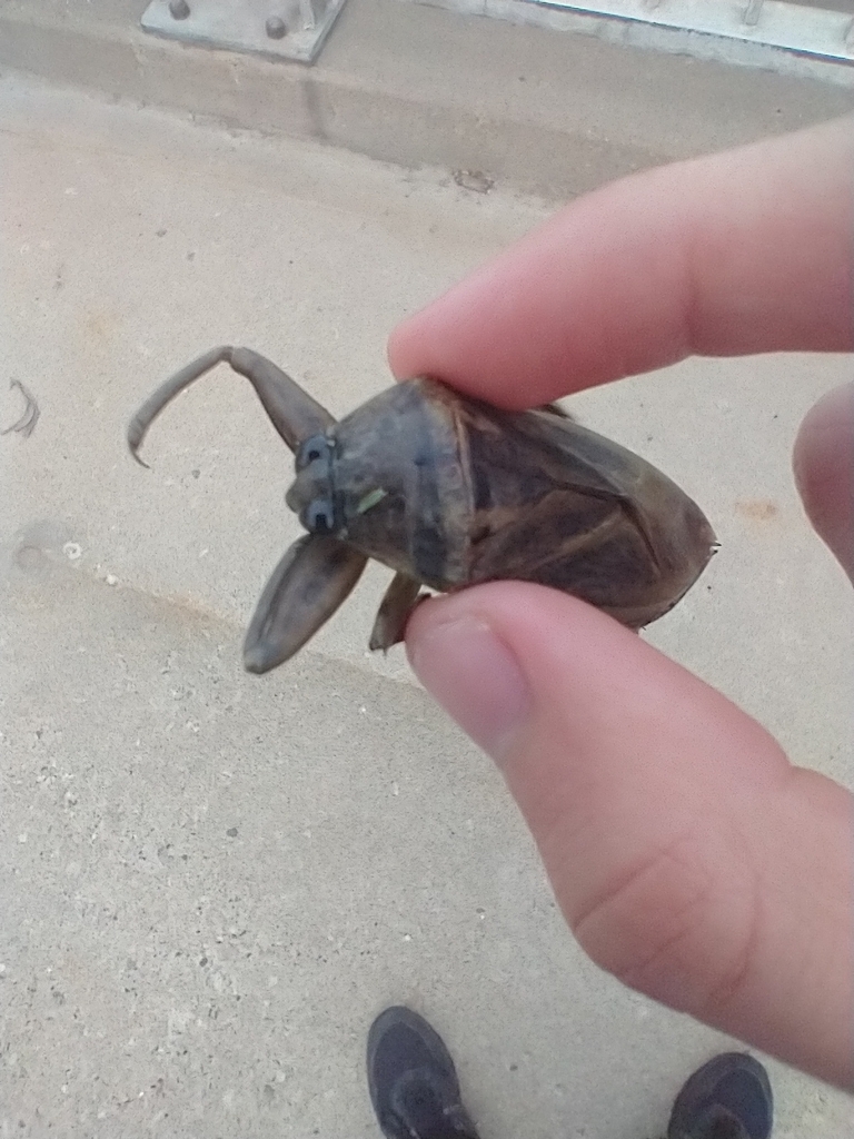 American Giant Water Bug from Minneapolis, MN 55455, USA on October 21 ...