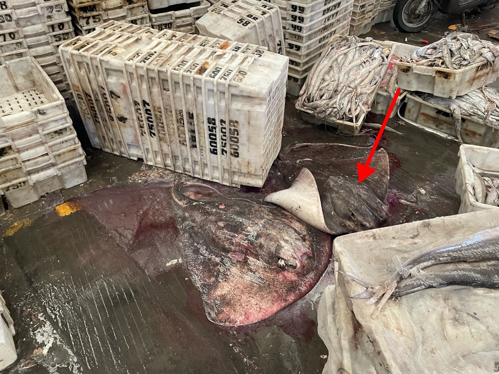 Purple Eagle Ray from 东门街与松塔路交叉口西北60米, 台州市, 浙江省, CN on January 24, 2022 ...