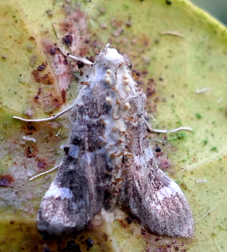 Spotted Beet Webworm Moth from Zona rural de Paudalho - Pernambuco on ...