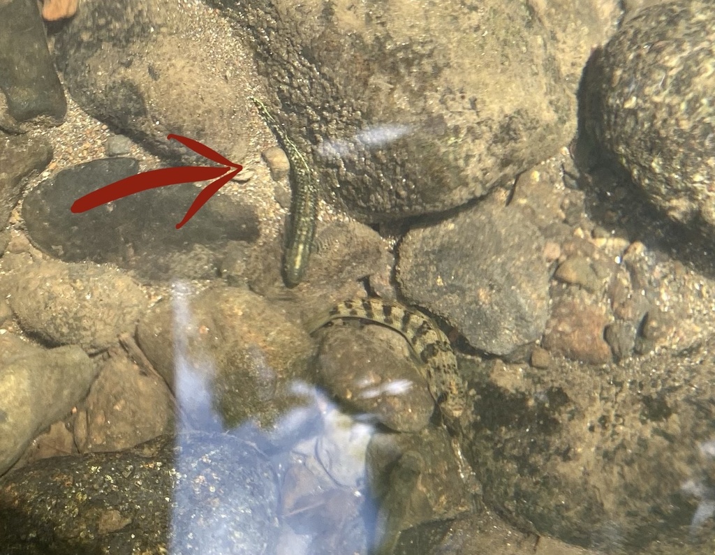 Stiphodons from Moorea, French Polynesia, PF on October 21, 2023 at 10: ...