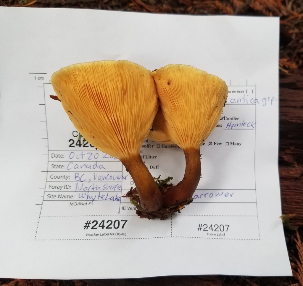 Hygrophoropsis from West Vancouver, BC V7S 3B5, Canada on October 20 ...