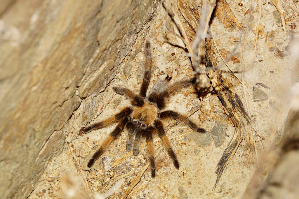 Rio Grande Gold Tarantula from Ramos Arizpe, Coah., México on June 30 ...