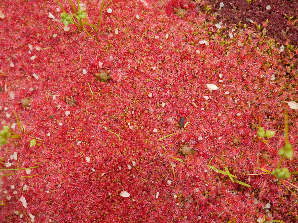 Drosera patens in October 2023 by Thilo Krueger · iNaturalist