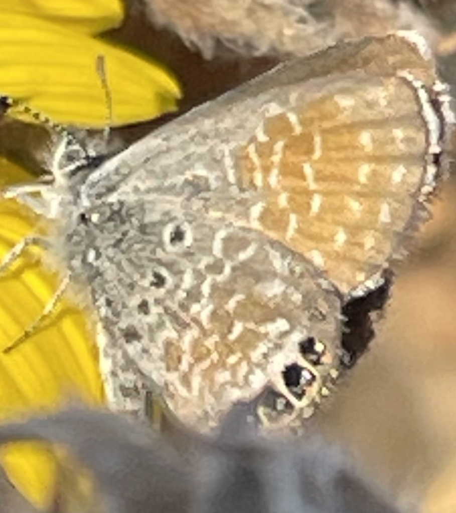 Western Pygmy-Blue from Morley Nelson Snake River Birds of Prey, Melba ...