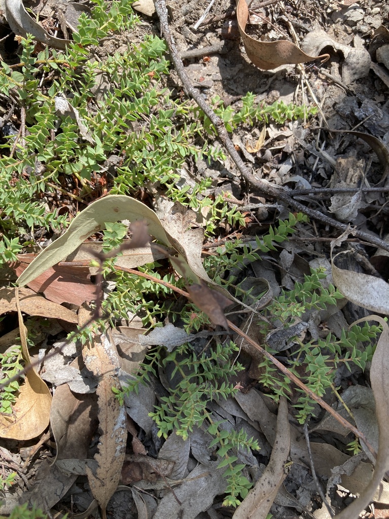 spiny bush-pea from Mungar Rd, St Mary, QLD, AU on October 22, 2023 at ...