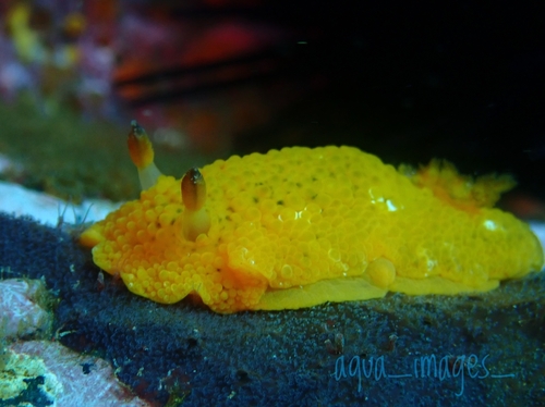 Observations by aqua_images · iNaturalist
