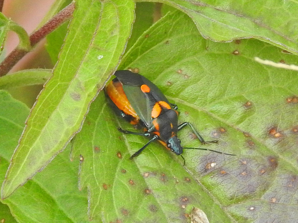 Florida Predatory Stink Bug from Woodbridge, VA 22191, USA on October ...