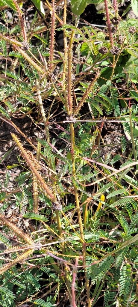 littleleaf sensitive-briar from Lafayette Springs, MS 38655, USA on ...