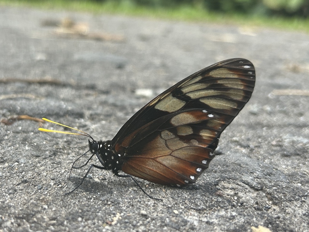 Clearwing Mimic-Queen from Lodge Loop, Archidona, Napo, EC on October ...