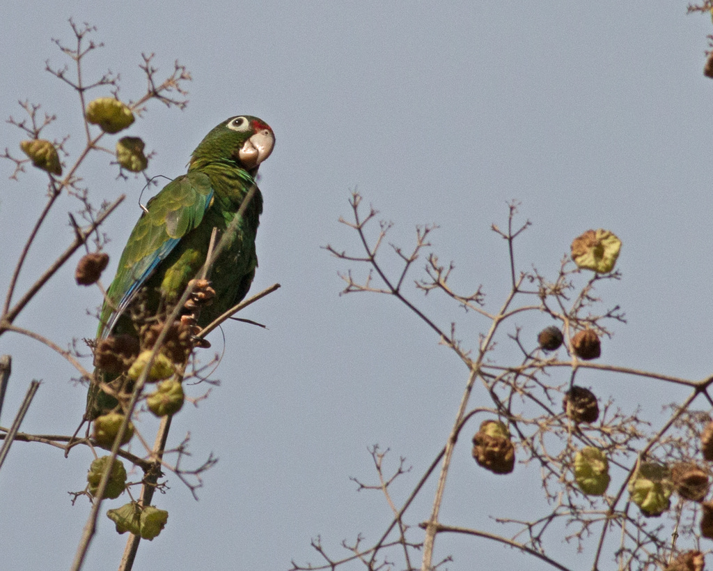 Puerto Rican Parrot in November 2015 by Gerold Morrison · iNaturalist