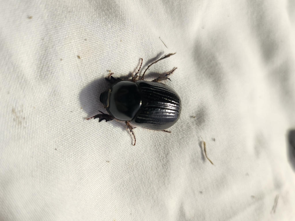 Scarabs from Tanawha QLD 4556, Australia on October 21, 2023 at 07:14 ...