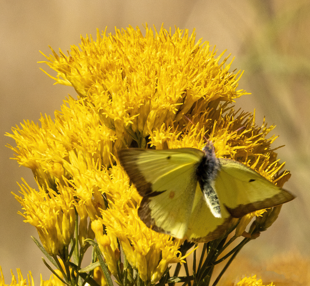 Clouded Sulphur from Rio Blanco Lake State Wildlife Area on October 6 ...