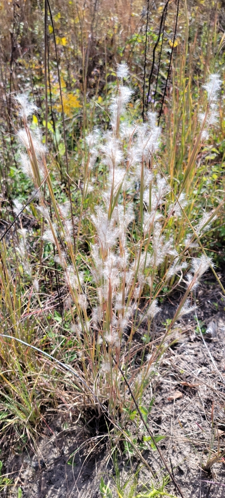 broomsedge bluestem from Lafayette Springs, MS 38655, USA on October 21 ...