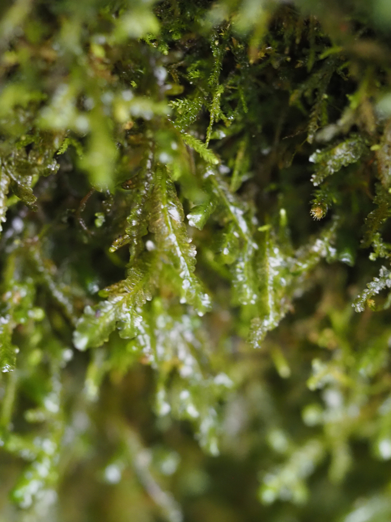 Lime Homalia Moss from Bridal Veil Falls Provincial Park, Fraser Valley ...
