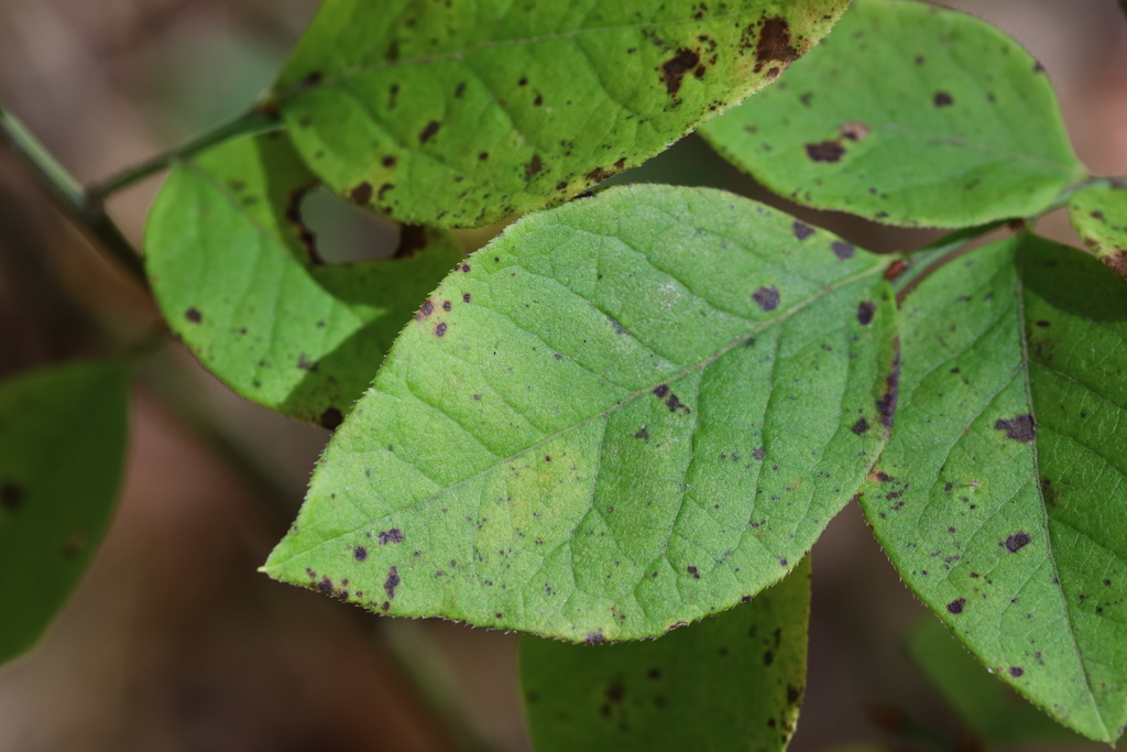 Blue Ridge blueberry from Franklin County, TN, USA on October 21, 2023 ...