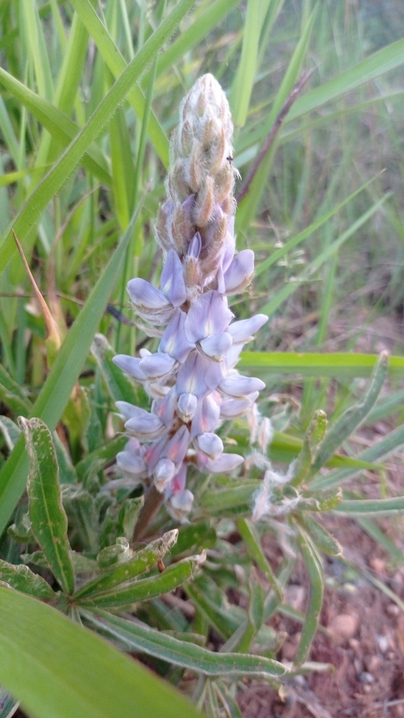 Lupinus lanatus from Parque Eldorado, Eldorado do Sul - RS, 92990-000, Brasil on October 21 ...
