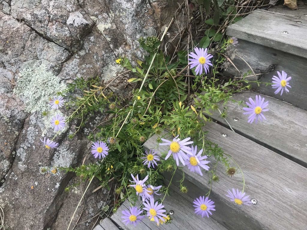 Aster arenarius from 普陀区海岛公园, 舟山市, 浙江省, CN on November 13, 2021 at 10: ...