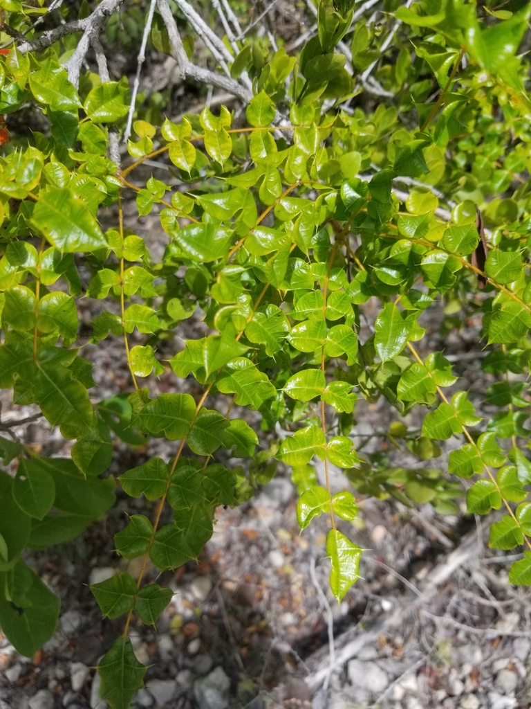 Poison Ash from Carenero, Guánica 00653, Puerto Rico on October 21 ...