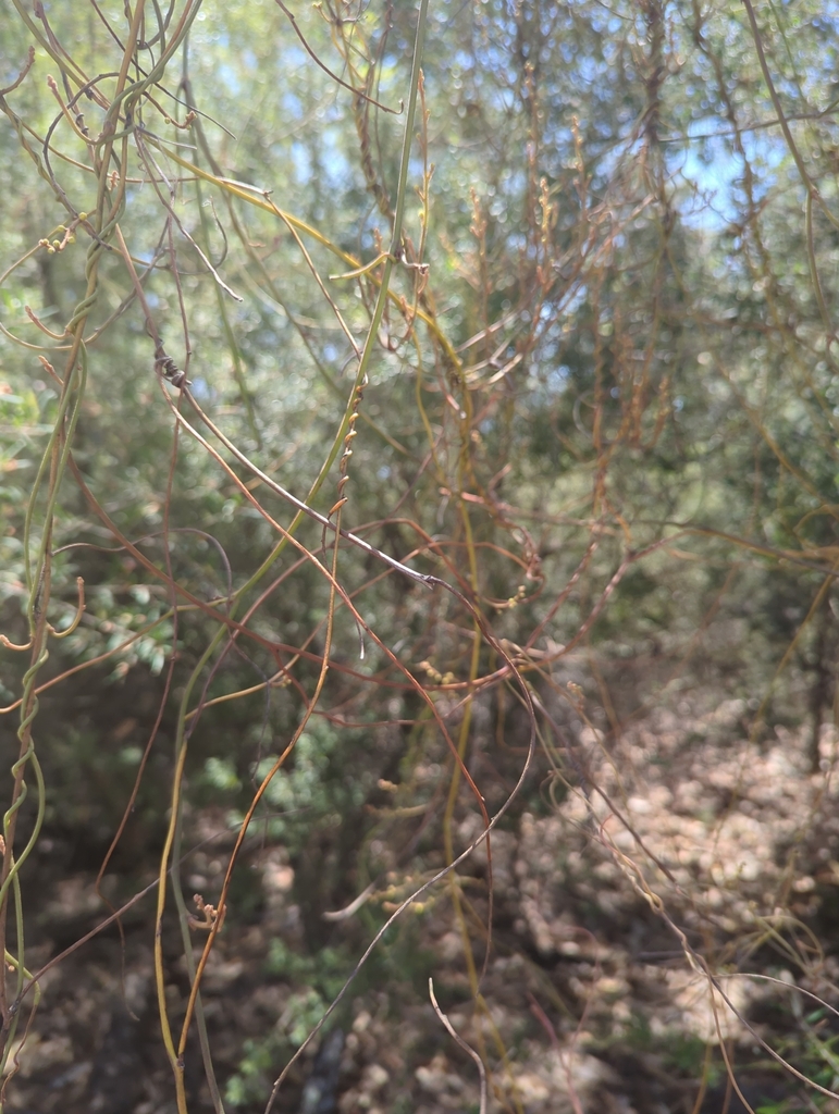 Dodder Laurels from Welsby QLD 4507, Australia on October 22, 2023 at ...