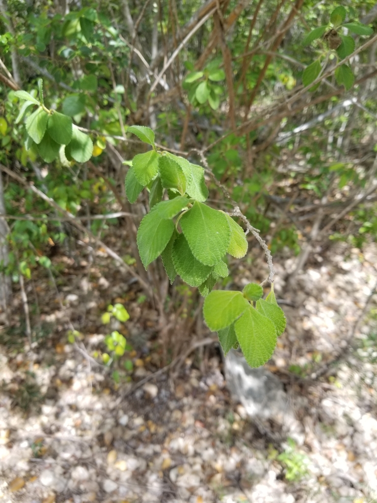 Button Sage from Guánica, PR on October 21, 2023 at 10:55 AM by gena of ...
