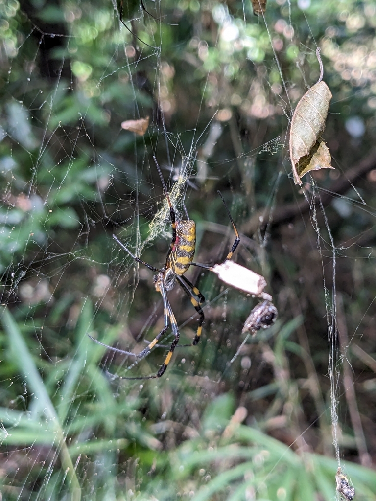 Joro Spider from 1 Yoyogikamizonocho, Shibuya City, Tokyo 151-0052 ...
