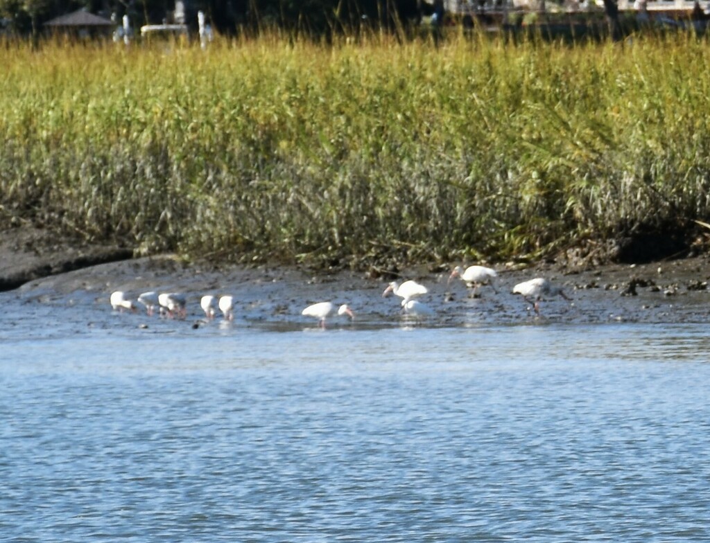White Ibis from Hilton Head Island, SC, USA on October 17, 2023 at 03: ...