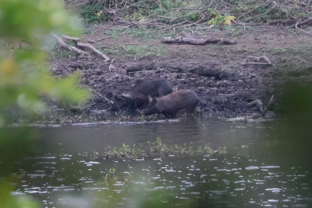 Wild Boar from Contra Costa County, CA, USA on October 21, 2023 at 03: ...