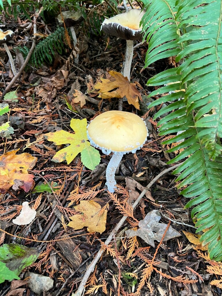Questionable Stropharia from Bainbridge Island, WA, USA on October 21 ...