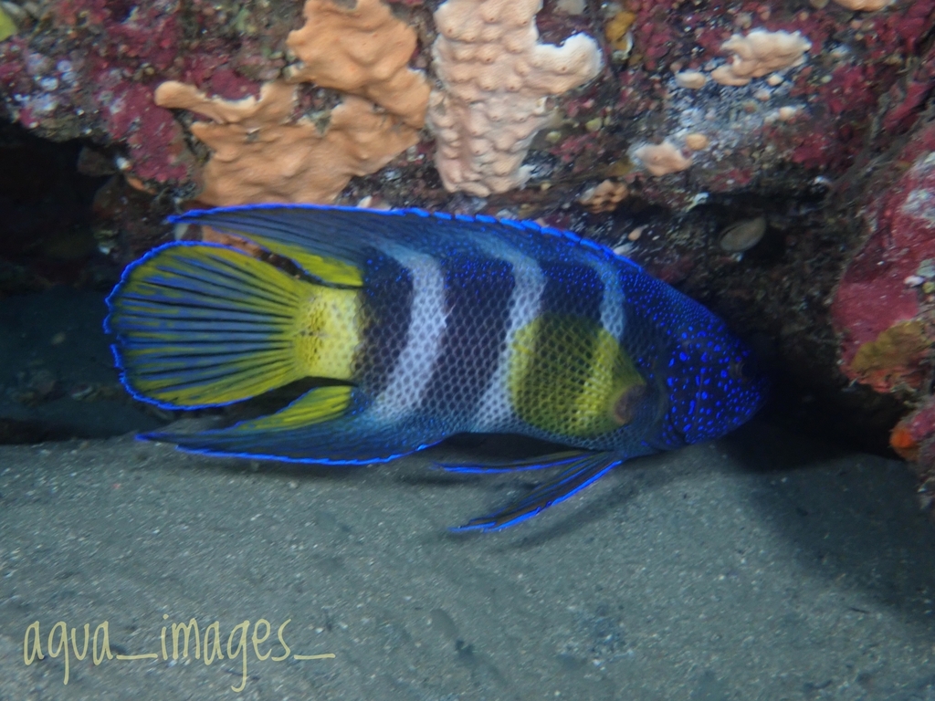 Eastern Blue Devil from Australia on June 24, 2023 at 01:49 PM by aqua ...