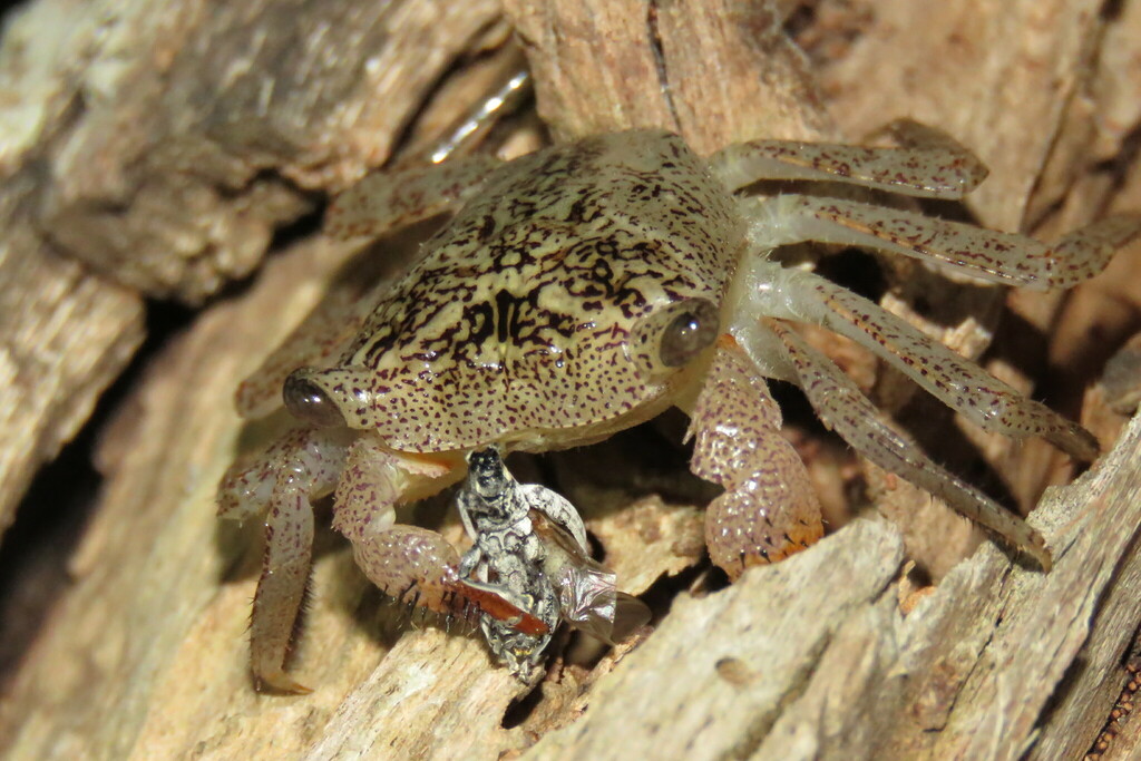 Sri Lanka Weevil from Madeira Beach, FL, USA on October 19, 2023 at 08: ...