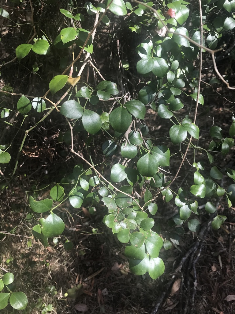 conkerberry from Mount Urah, QLD, AU on October 21, 2023 at 08:25 AM by ...