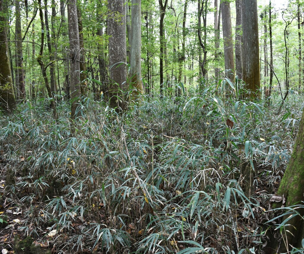 switch cane from Richland County, SC, USA on October 20, 2023 at 10:12 ...