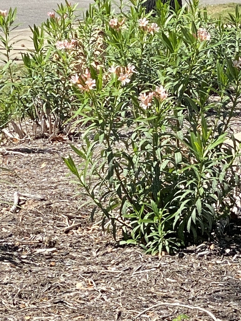oleander from Medical Dr, San Antonio, TX, US on October 15, 2023 at 01 ...