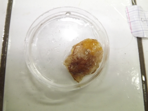 Humpback Scallop (Chlamys distorta) · iNaturalist