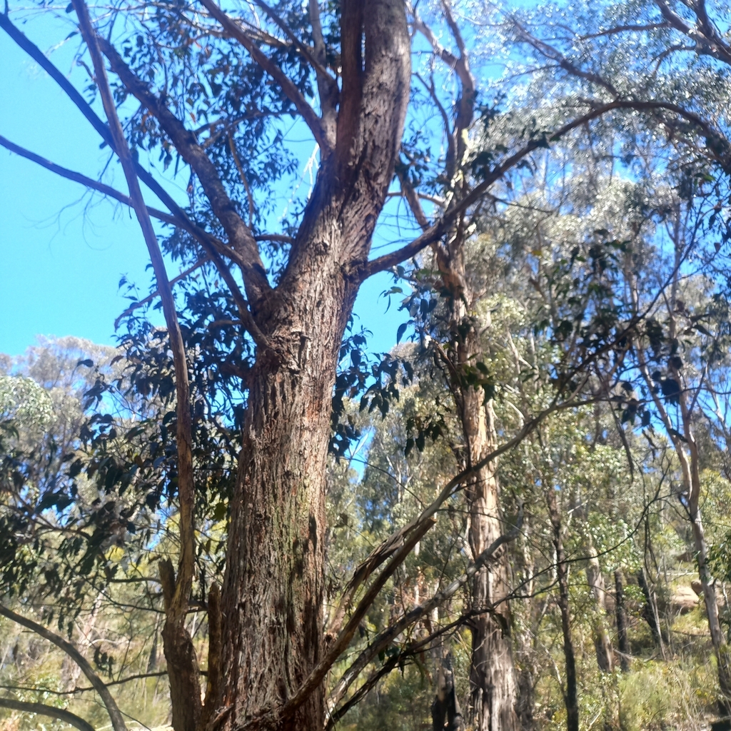 eucalyptus from State Mine Gully NSW 2790, Australia on October 22 ...