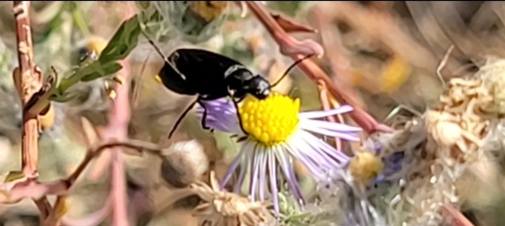 Beetles from Rio Communities, NM 87002, USA on October 21, 2023 at 03: ...