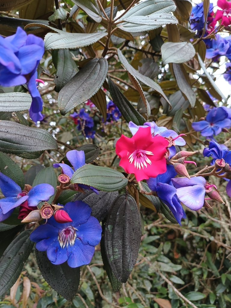 (Meriania) - Botanical Realm