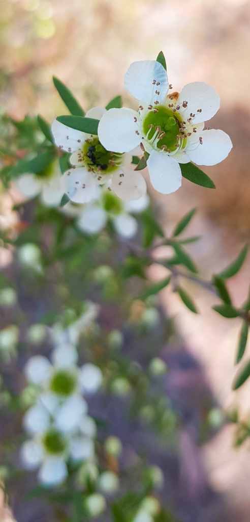 Tantoon from Agnes Banks Nature Reserve on October 21, 2023 at 11:30 AM ...