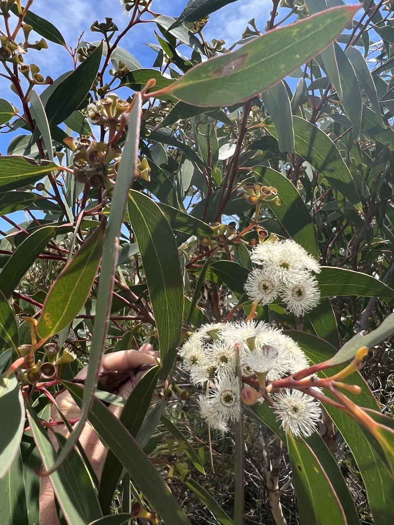 Silvertop Ash from Coomies Walk, Beecroft Peninsula, NSW, AU on October ...