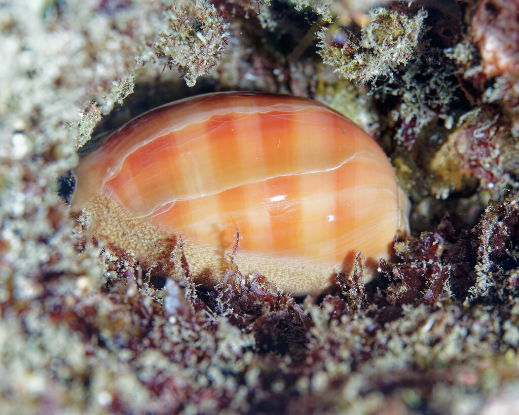 Lyncina from Honolulu County, HI, USA on October 21, 2023 at 10:24 AM ...