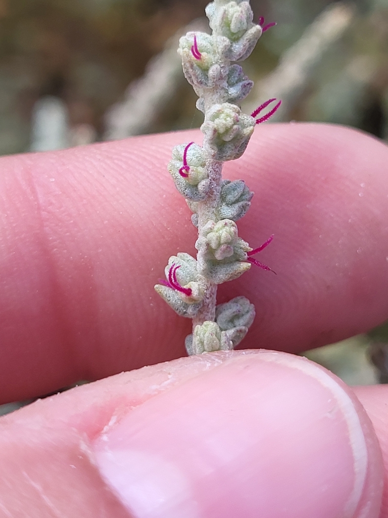 (Atriplex julacea) - Botanical Realm