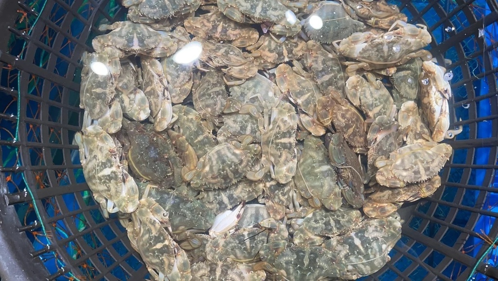 Asian Paddle Crab in April 2023 by Alex Pintsen JIN · iNaturalist