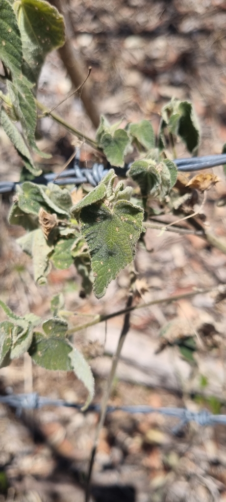 straggly lantern-bush from Coal Creek QLD 4312, Australia on October 21 ...