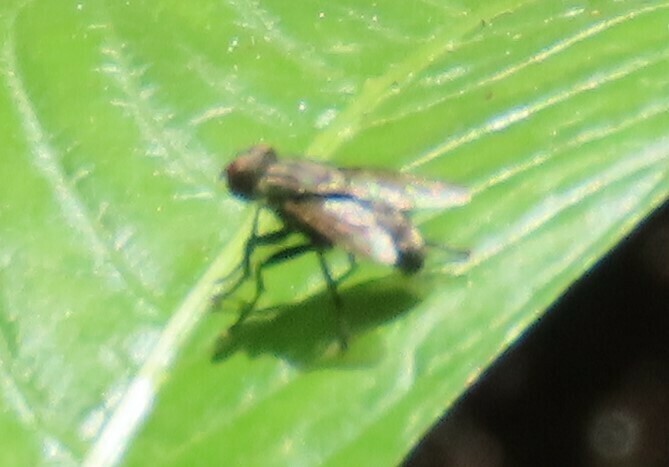 Bot Flies, Blow Flies, and Allies from Washington Avenue Coalition ...