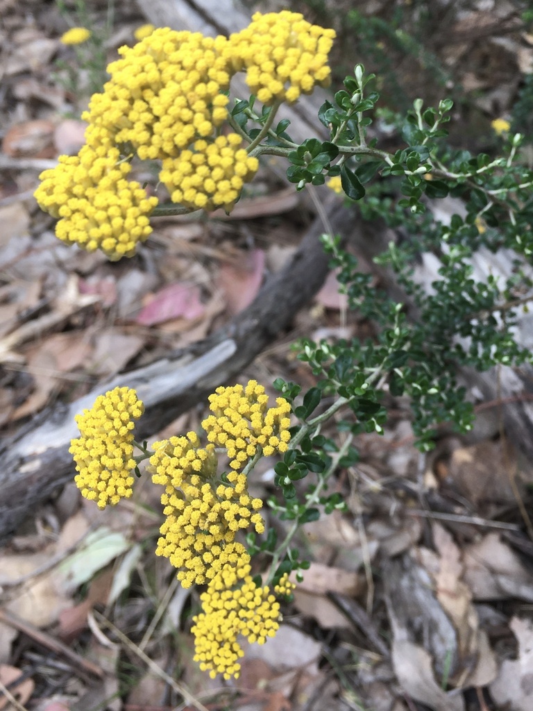 Grey Everlasting from Catani Bvd, Bend of Islands, VIC, AU on October ...